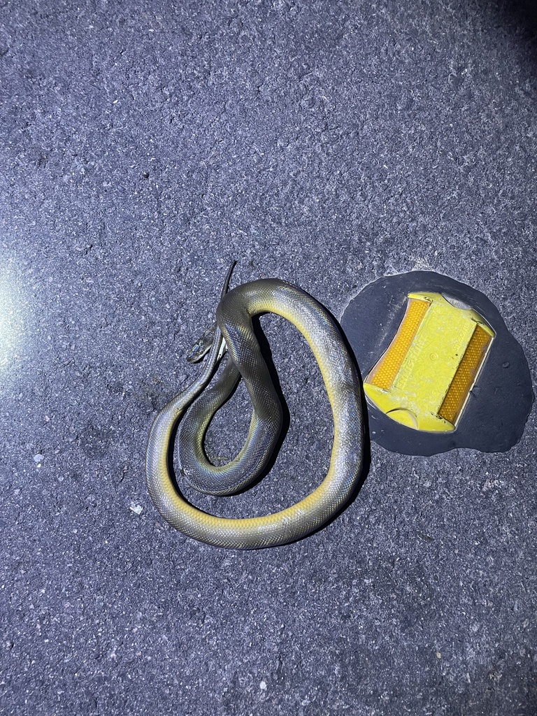 Water Python from Arnhem Hwy, Marrakai, NT, AU on February 17, 2024 at ...