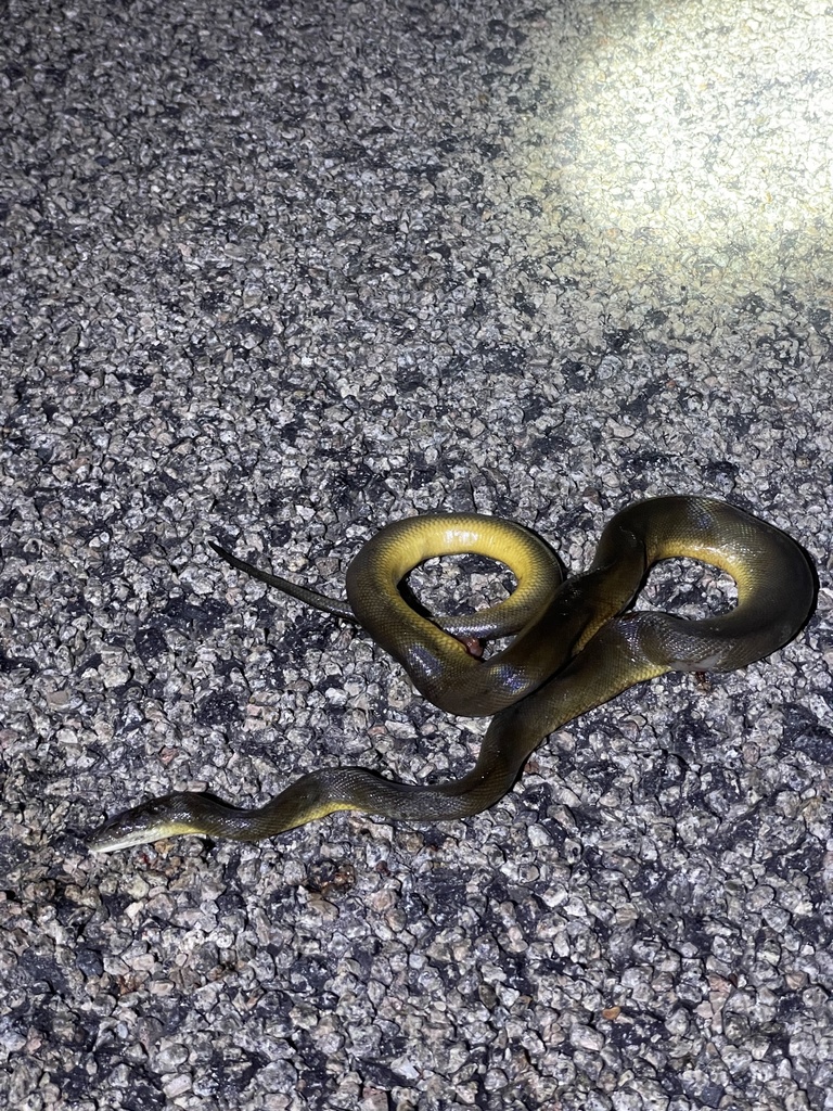 Water Python from Arnhem Hwy, Middle Point, NT, AU on February 17, 2024 ...