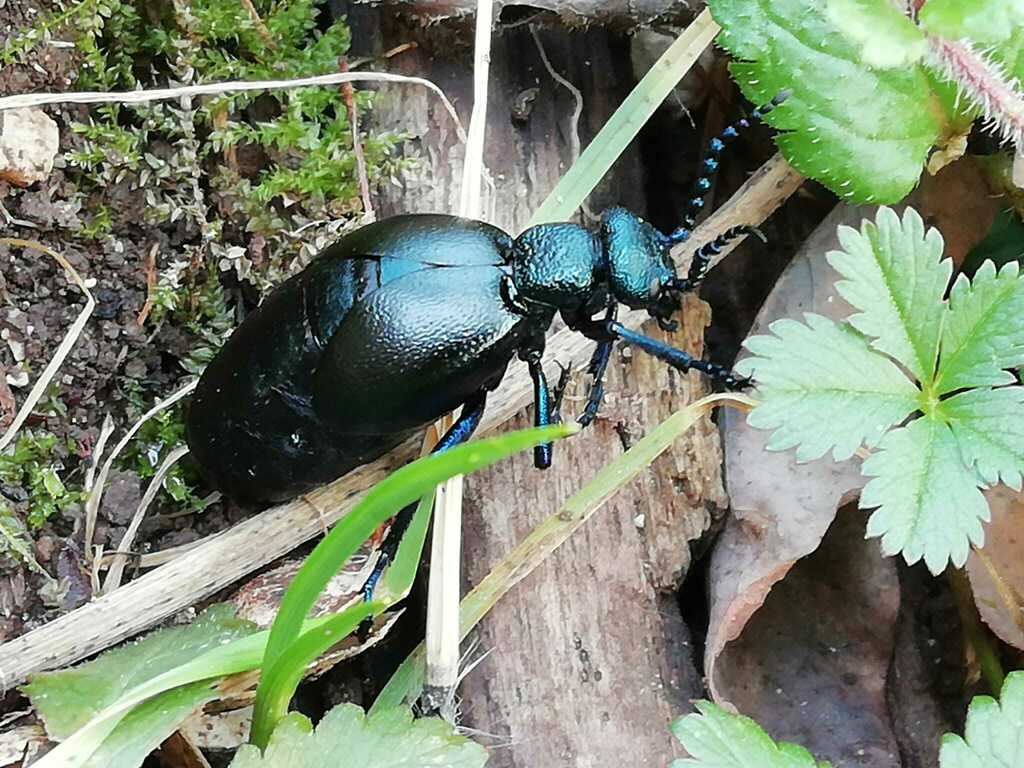Black Oil Beetle from Campese, VI, Italia on February 17, 2024 at 11:29 ...