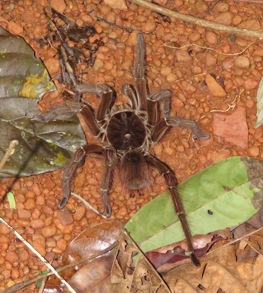 Goliath Tarantulas in February 2024 by Medina · iNaturalist