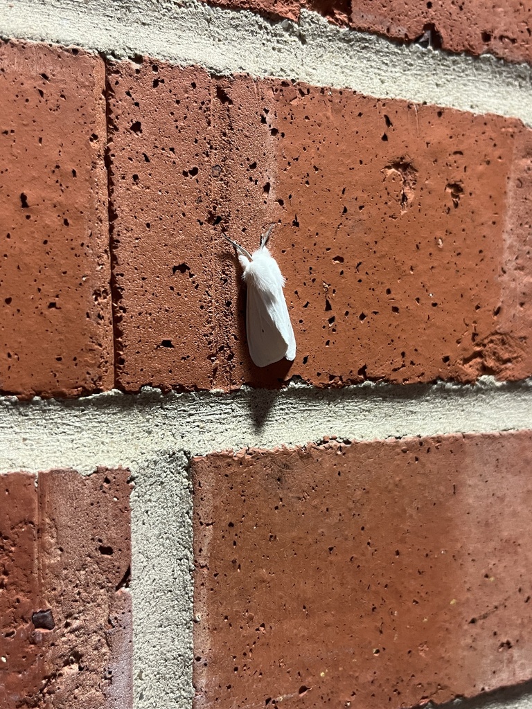 Virginian Tiger Moth from Trinity University, San Antonio, TX, US on ...