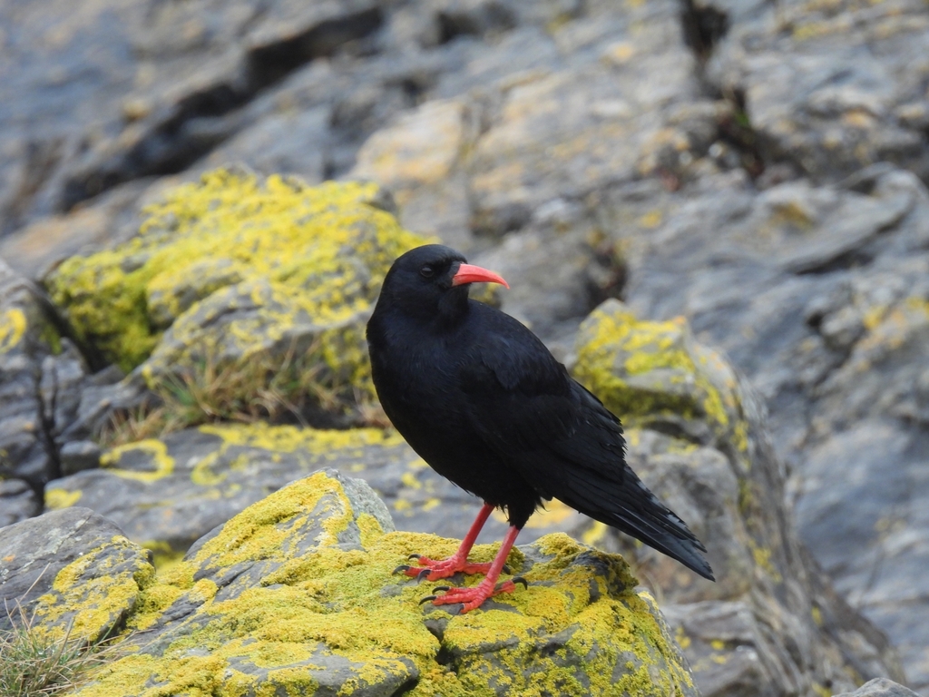 Red-billed Chough from Newton SA3, UK on February 17, 2024 at 07:59 PM ...