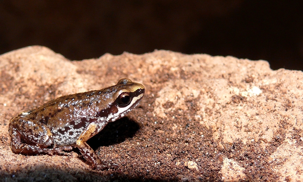 Micryletta from khao yai park on September 20, 2010 by Benjamin Tapley ...