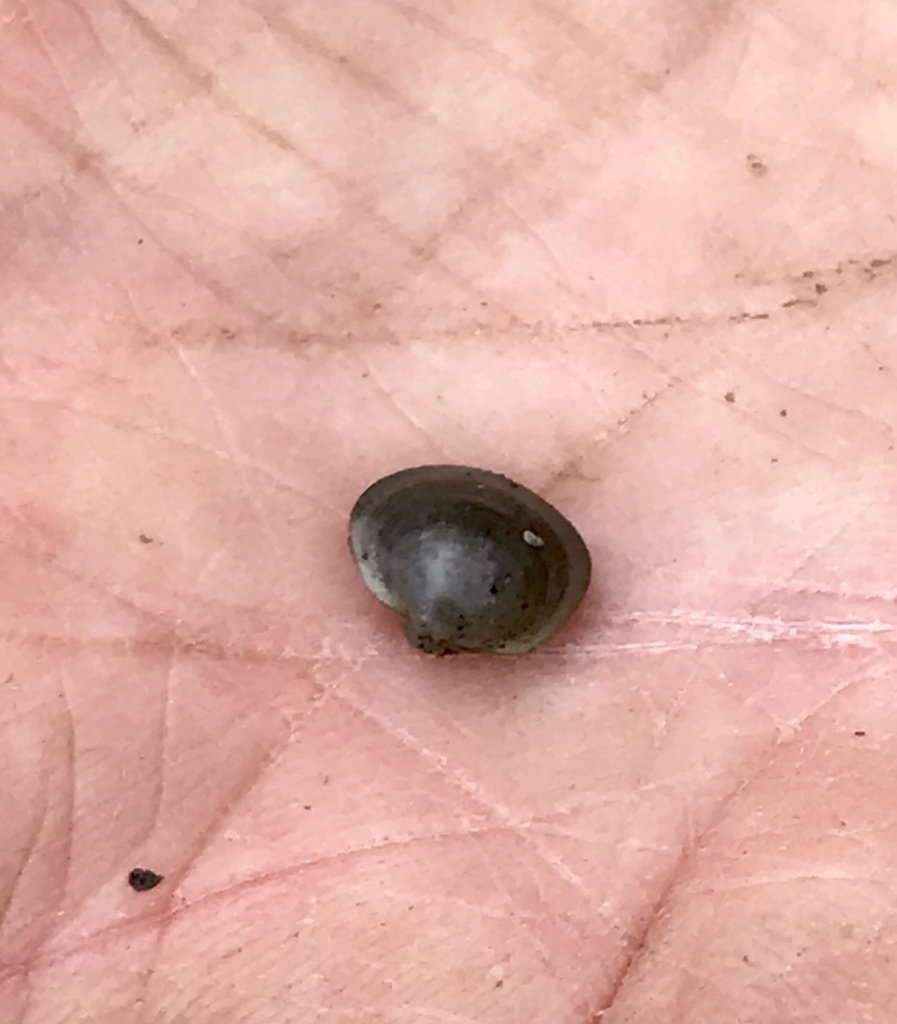 Musculium from 400 Garden Rd, Chattanooga, TN, US on April 19, 2019 at ...