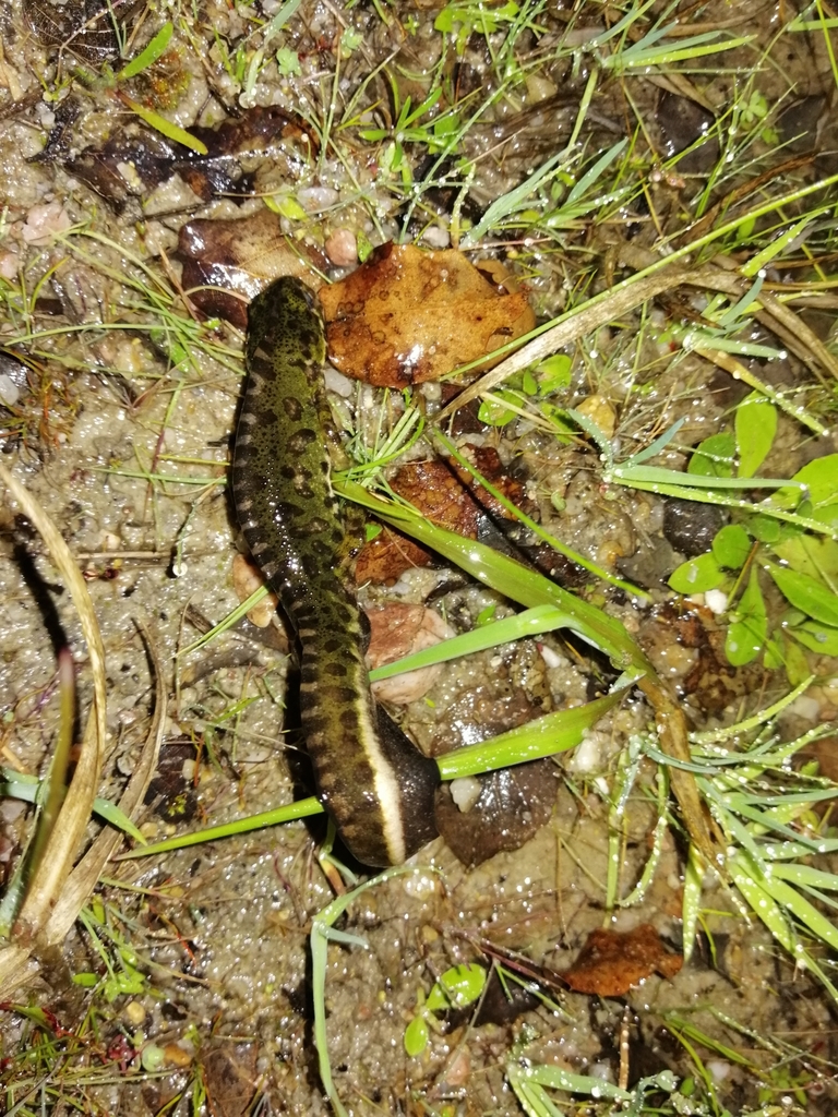Pygmy Marbled Newt in February 2024 by Tiago Teixeira · iNaturalist