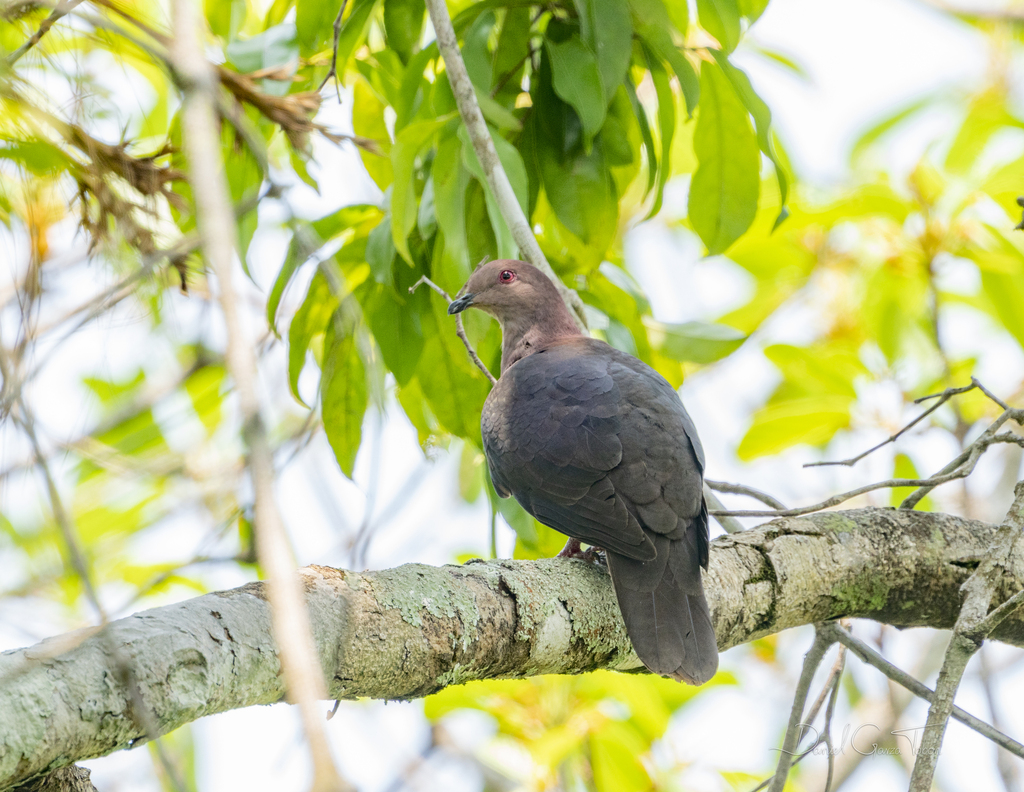 Short-billed Pigeon from 29935 Chis., México on May 1, 2021 at 01:24 PM ...