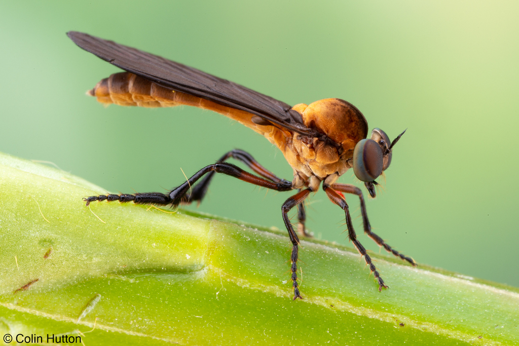 Gnat Ogres from Metropolitan District of Quito, Ecuador on March 15 ...