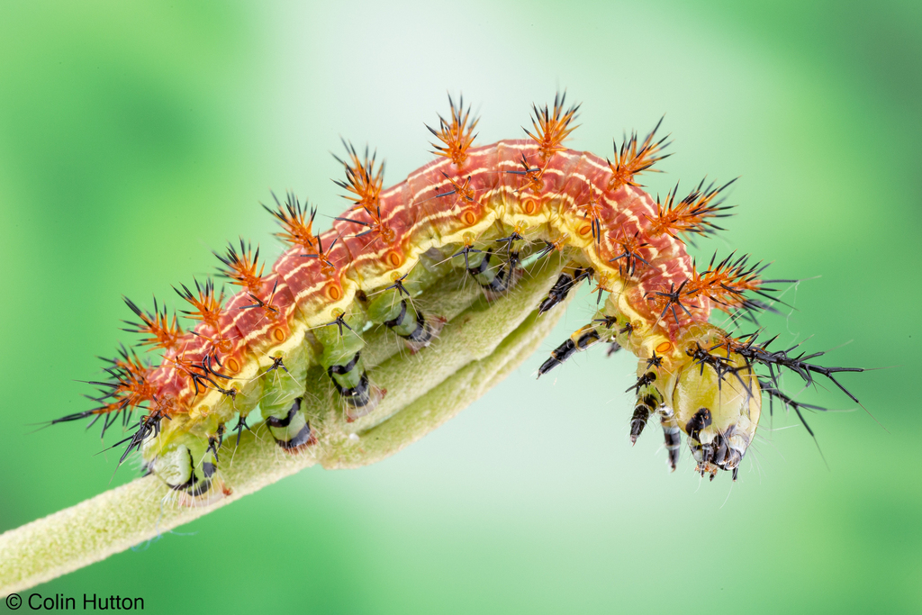Butterflies and Moths from Metropolitan District of Quito, Ecuador on ...