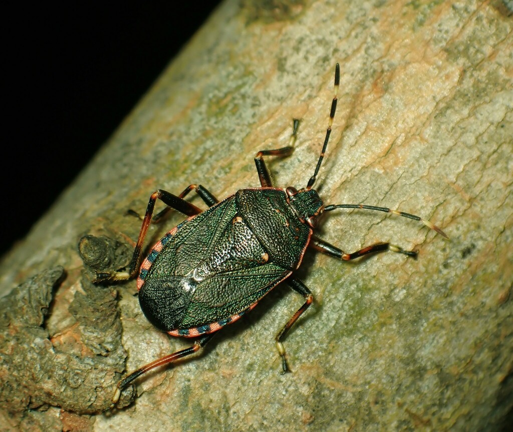 Notius depressus from Sandringham, George Street Reserve, VIC ...
