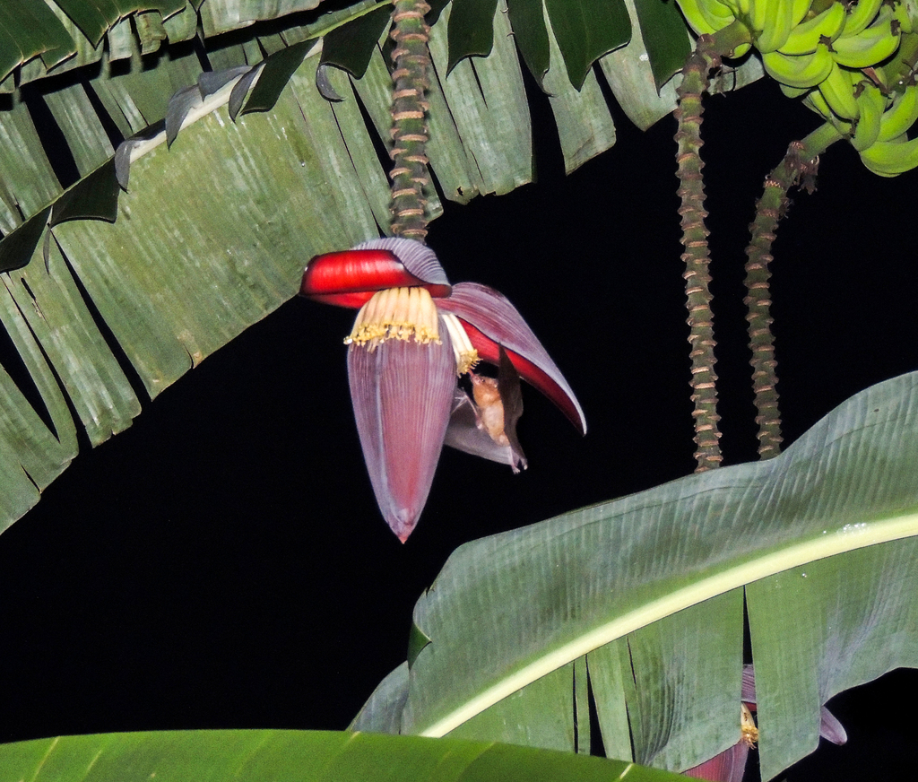 Long-nosed Bats from Campo Grande, Rio de Janeiro - RJ, Brasil on ...