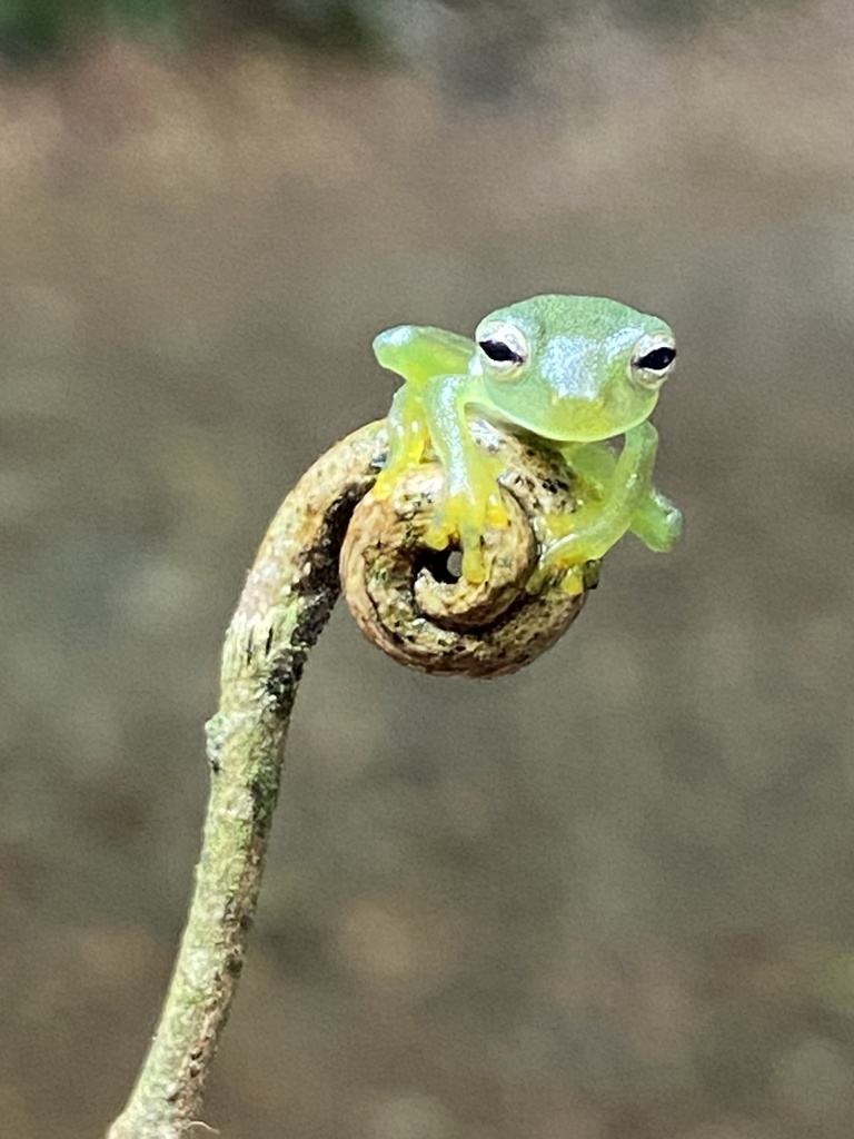 Dwarf Glass Frog on February 16, 2024 at 02:12 PM by suelubram ...