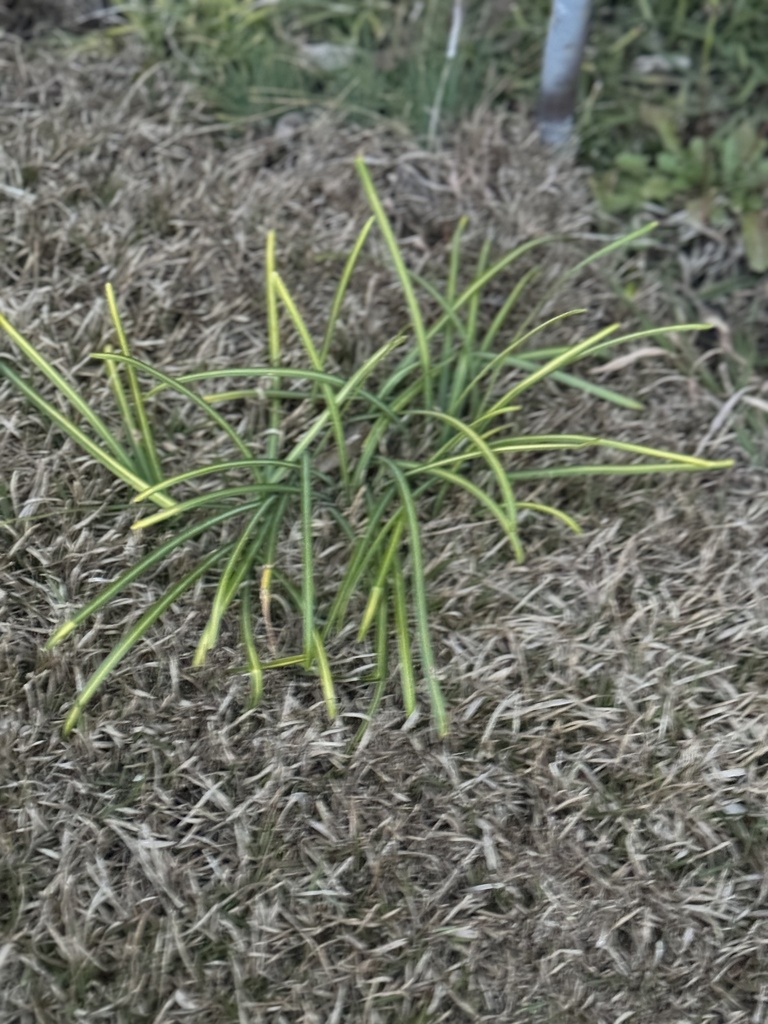Dwarf Lily-turf from Coventry Rd, Montgomery, AL, US on February 17 ...