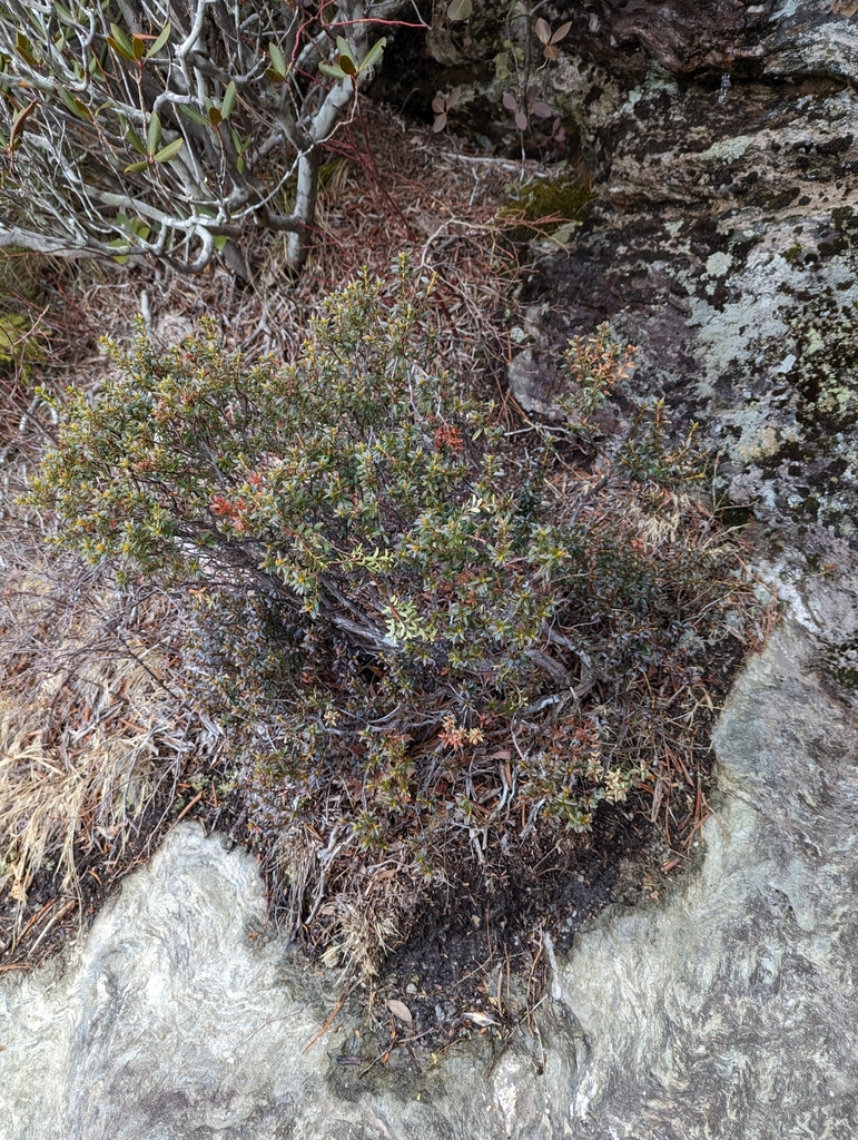 sand myrtle from Newland, NC 28657, USA on February 17, 2024 at 10:41 ...