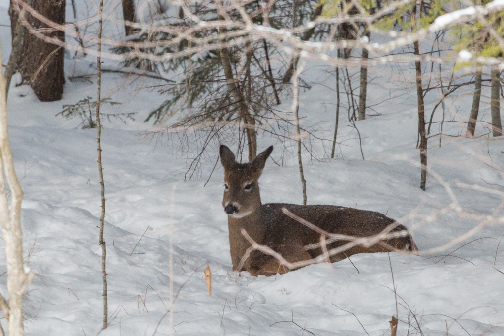 White-tailed Deer from Washington County, VT, USA on February 17, 2024 ...