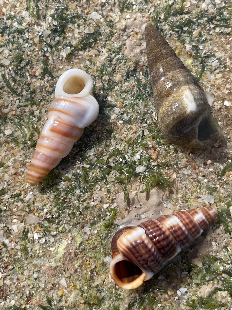 California Horn Snail from Golfo de California, MX on February 17, 2024 ...