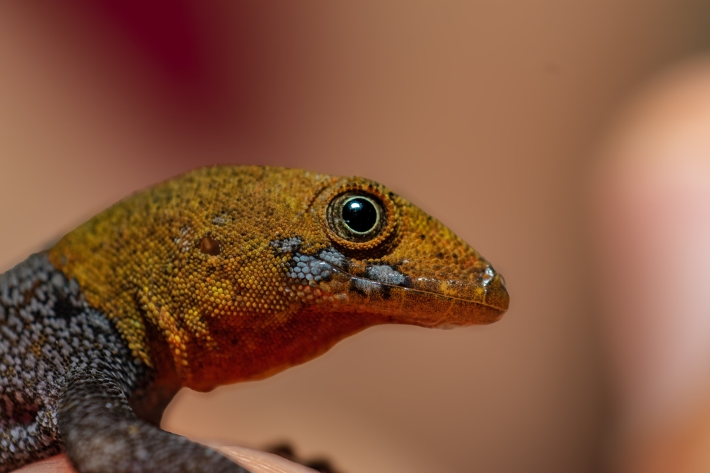 Gonatodes albogularis fuscus from Ayapel, Córdoba, Colombia on February ...