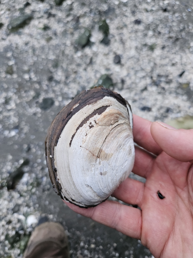 Gaper Clams from Vancouver, BC V6G, Canada on February 17, 2024 at 05: ...