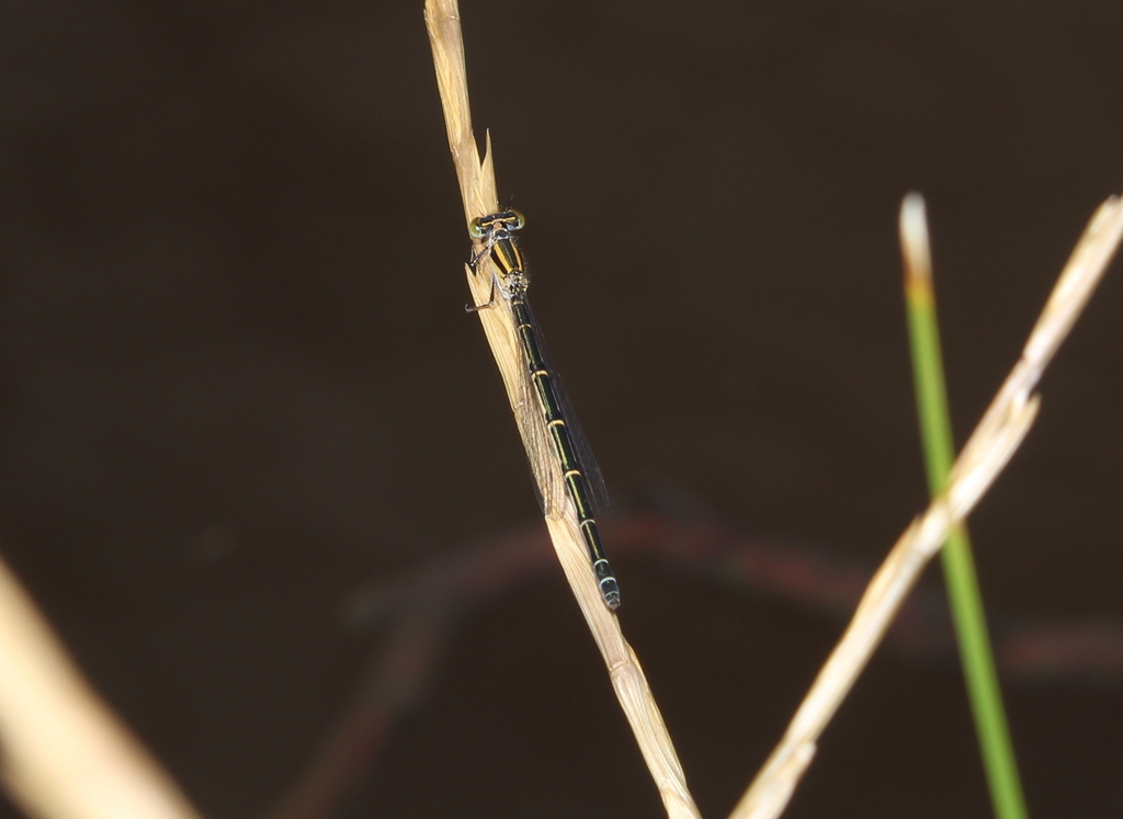 Eastern Billabongfly from Jamestown SA 5491, Australia on December 12 ...