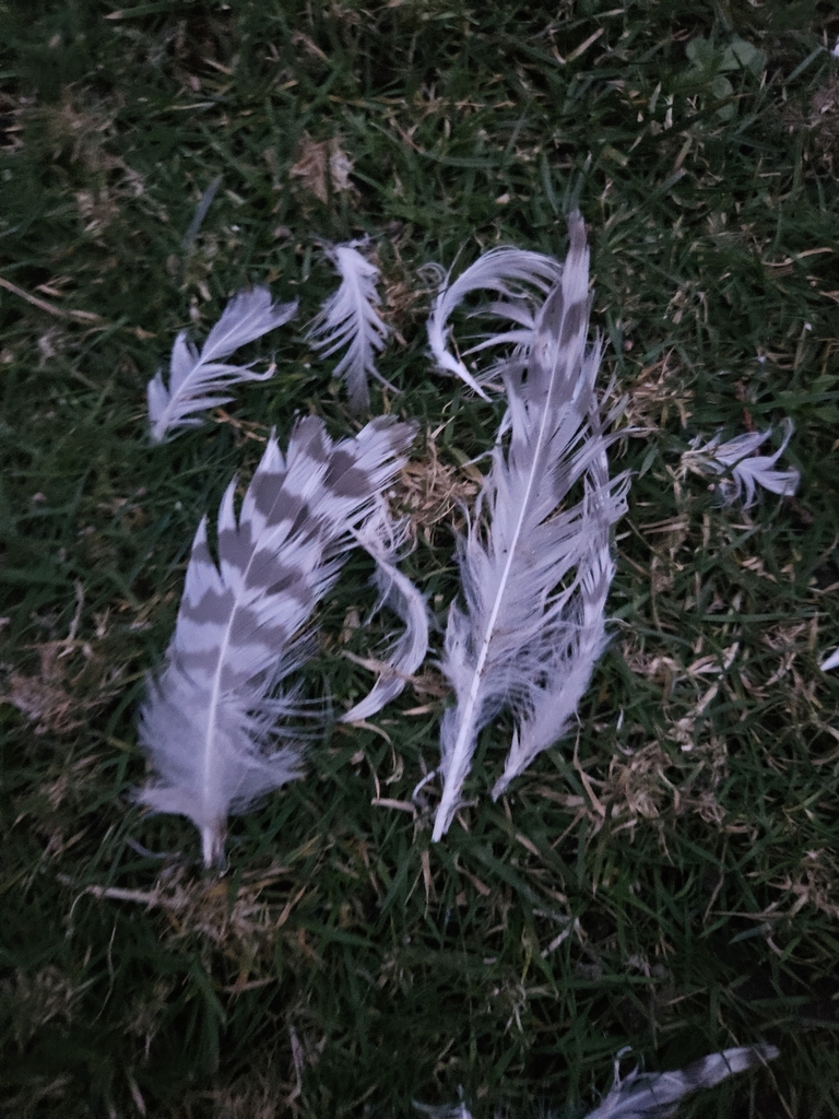 Large White-headed Gulls from Vancouver, BC V6G, Canada on February 17 ...
