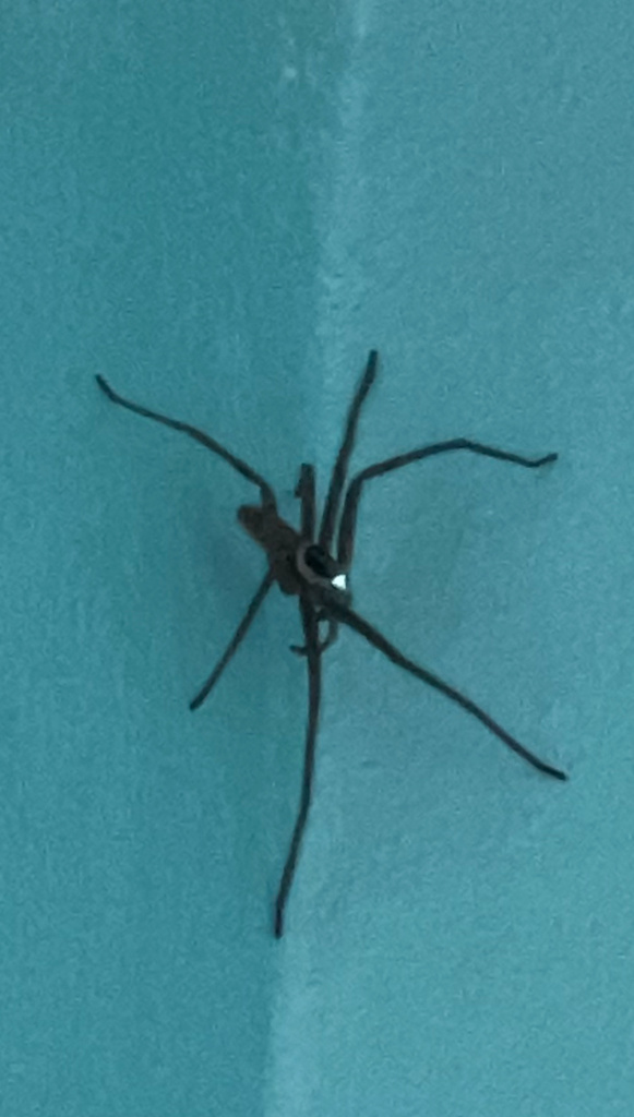 Pantropical Huntsman Spider from La Española, Santo Domingo, Santo ...