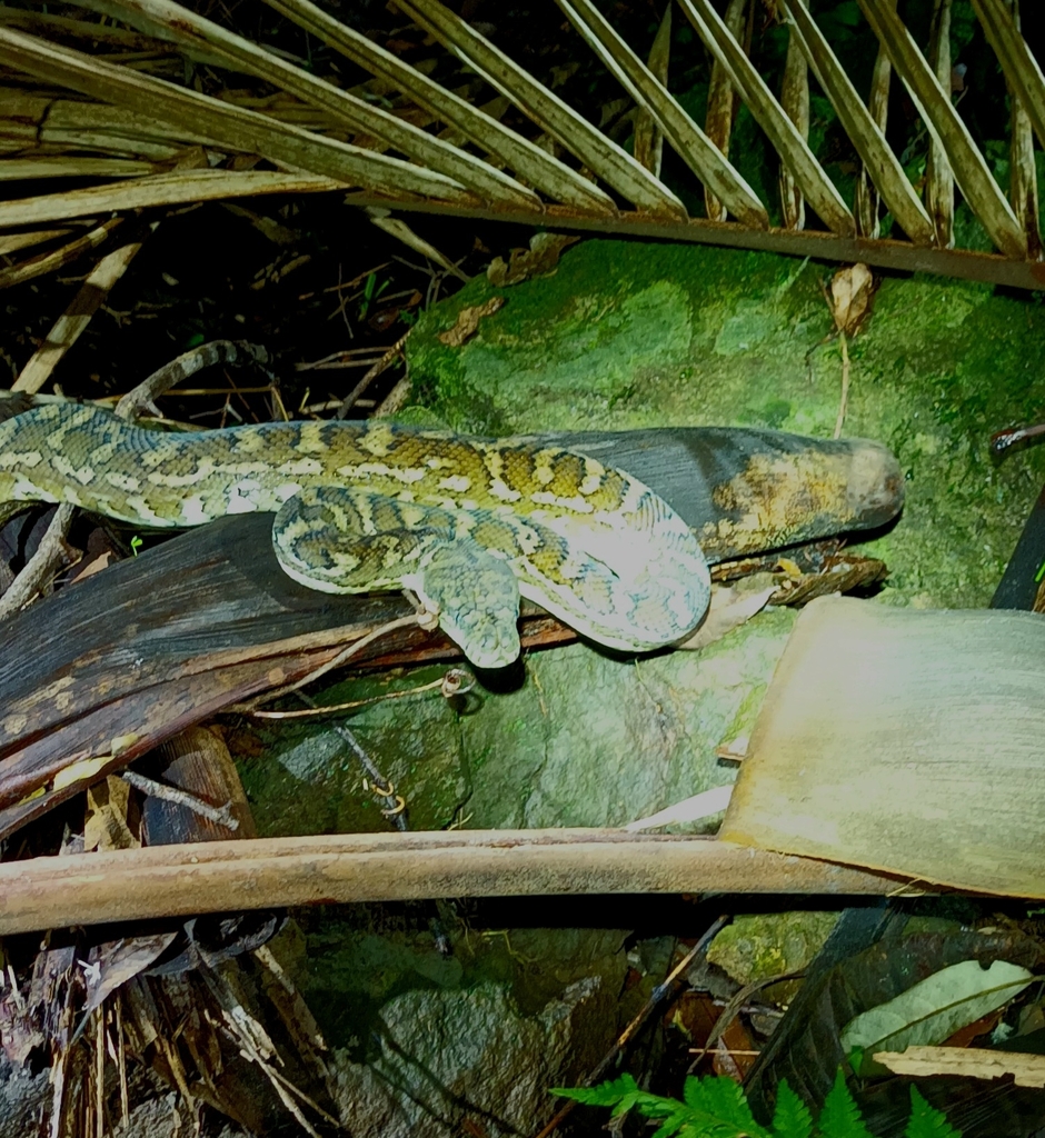 Coastal Carpet Python from Elaman Creek QLD 4552, Australia on January ...