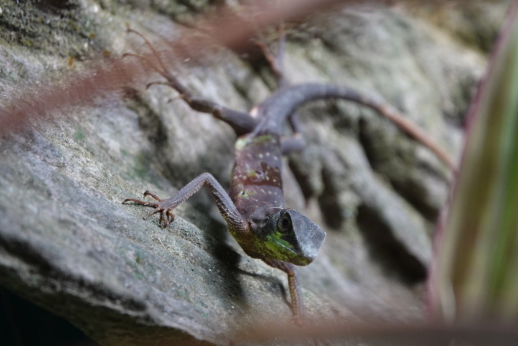 Green Crested Lizard from Abra de Ilog, Occidental Mindoro, Philippines ...
