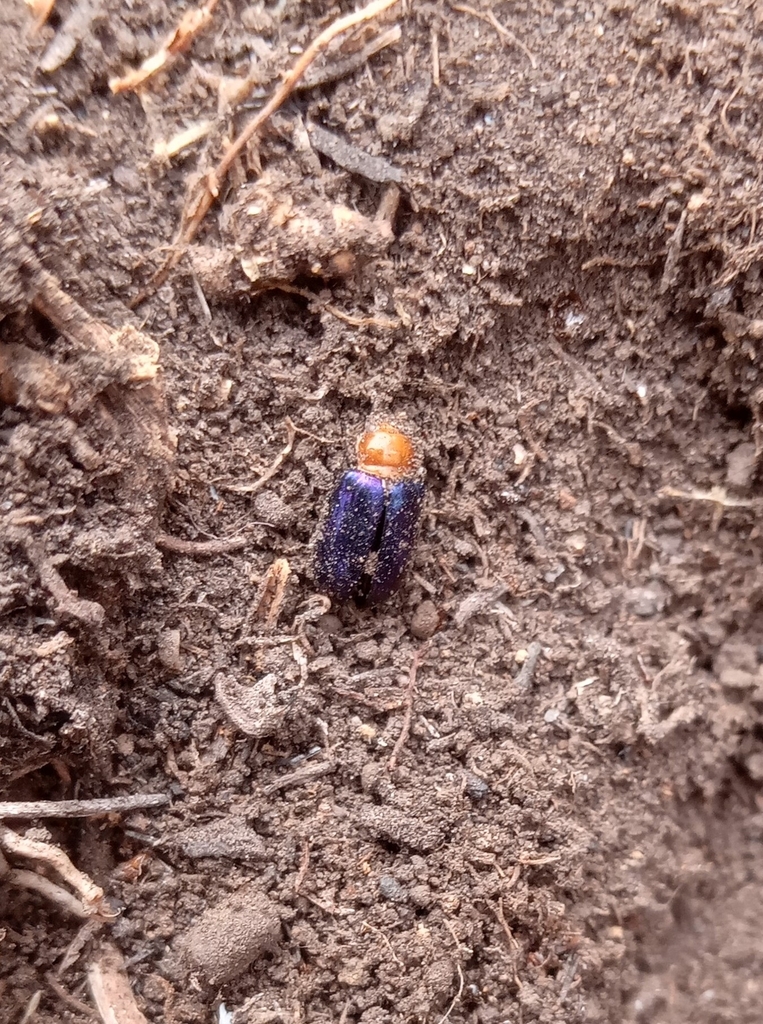 Flea Beetles from 09696 Ciudad de México, CDMX, México on February 13 ...