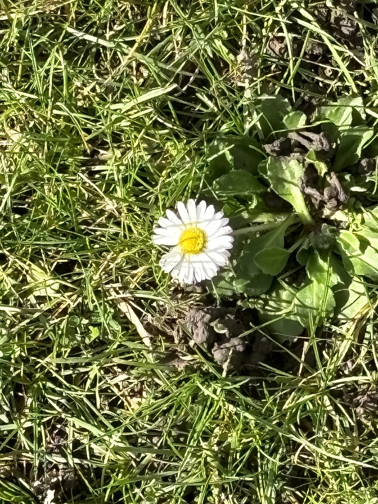 Lawn daisy from Willamette University, Salem, OR, US on 08 February ...