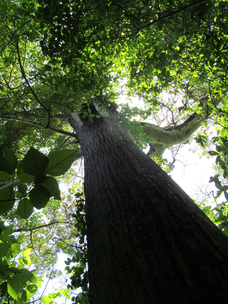 Kapok Tree from Guanacaste Province, Costa Rica on July 5, 2013 at 11: ...
