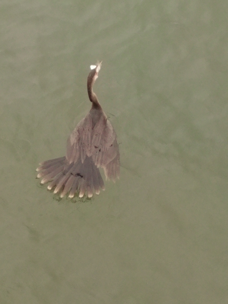 Anhinga from Gulfport, FL, USA on February 17, 2024 at 01:55 PM by ...