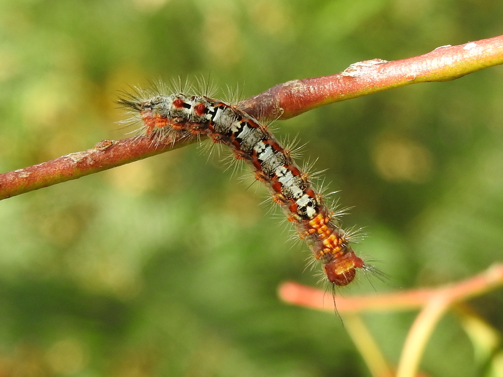 Omnivorous Tussock Moth from Cherry Gardens SA 5157, Australia on ...