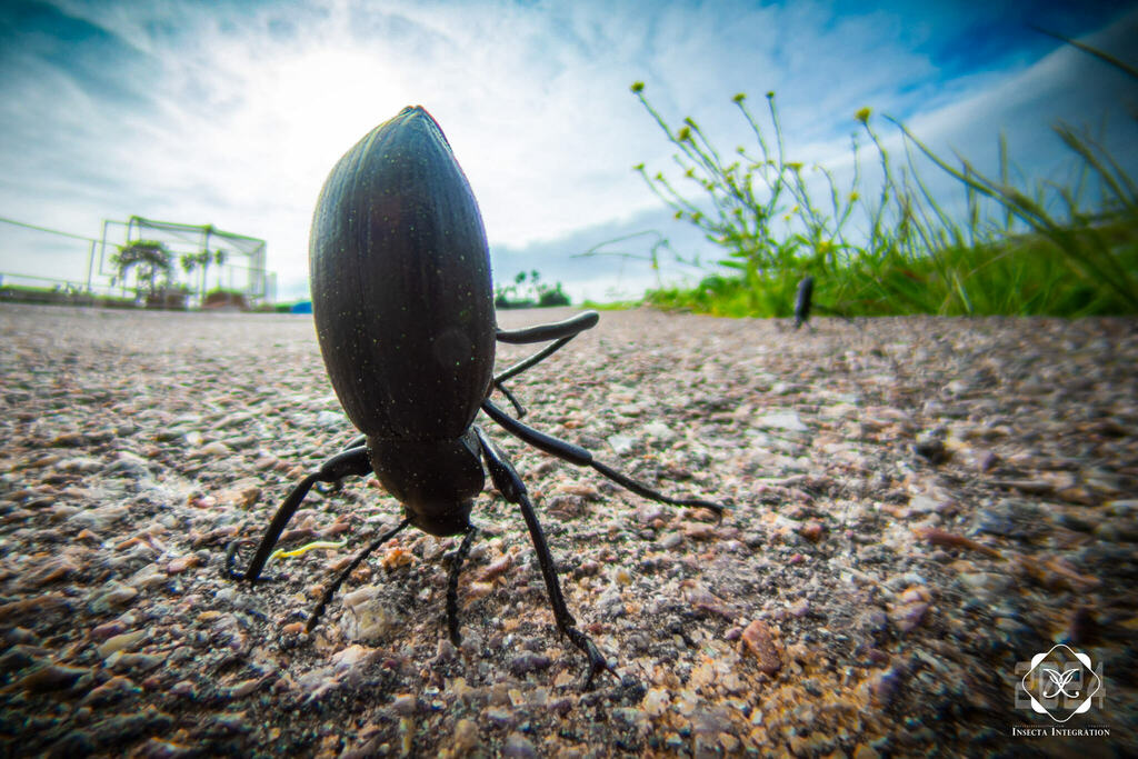 Eleodes gracilis distans from 美国加利福尼亚圣迭戈洛玛岬 on February 17, 2024 at 03: ...