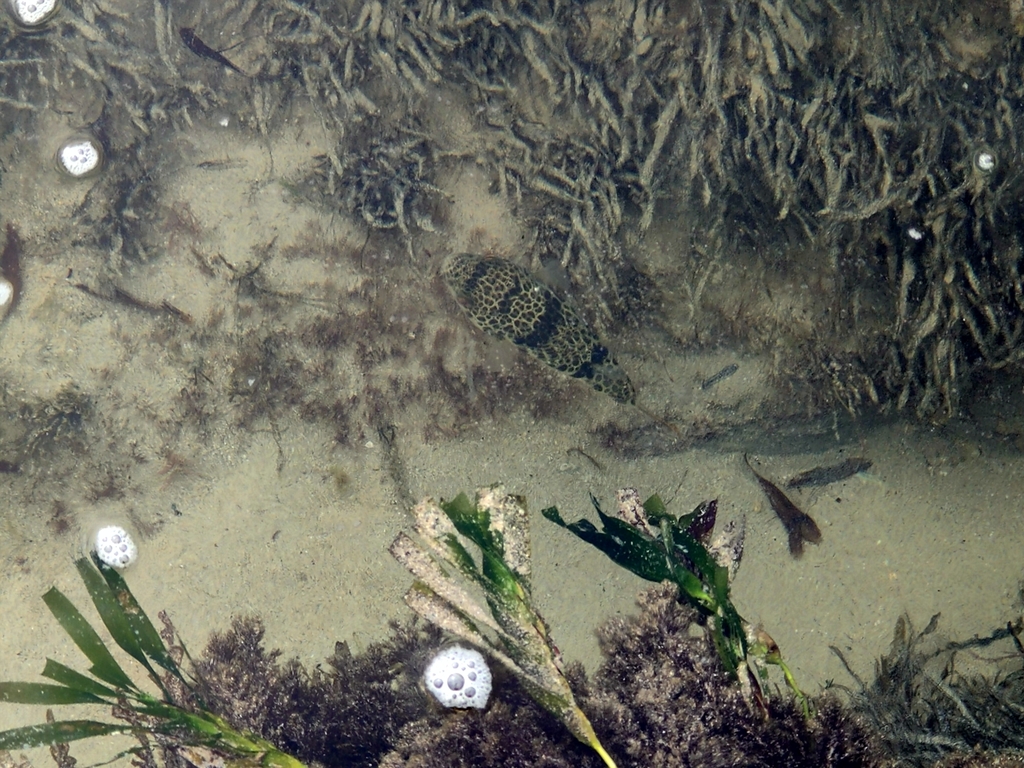 Smooth Toadfish from Jan Juc VIC 3228, Australia on February 18, 2024 ...