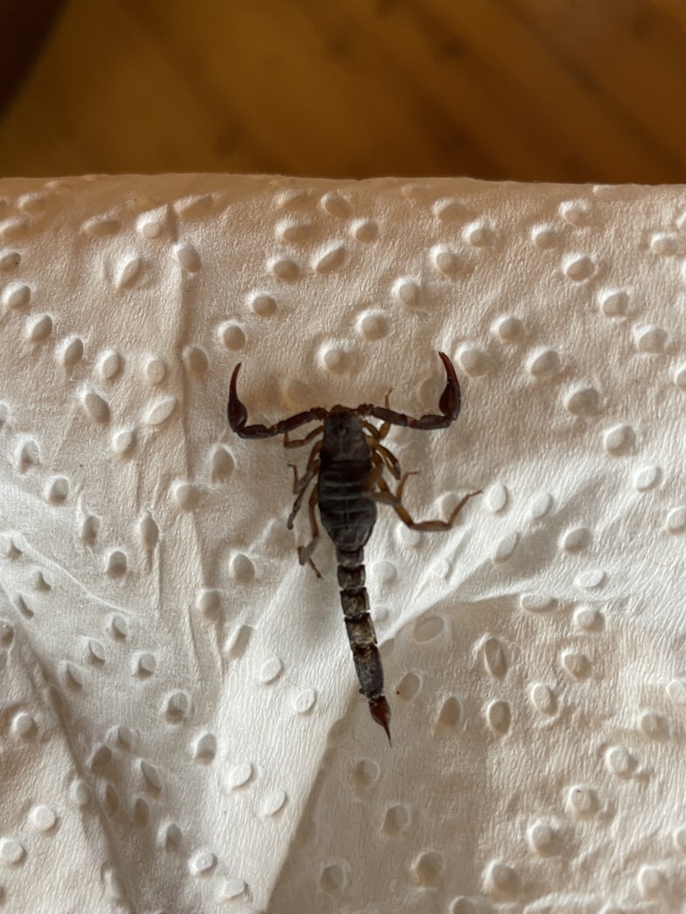 Southern Devil Scorpion from Harbison State Forest, Columbia, SC, US on ...