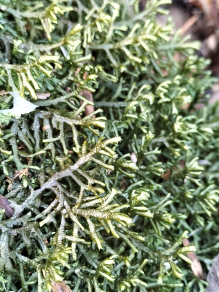 liverworts from 56017 San Giuliano Terme PI, Italia on February 18 ...