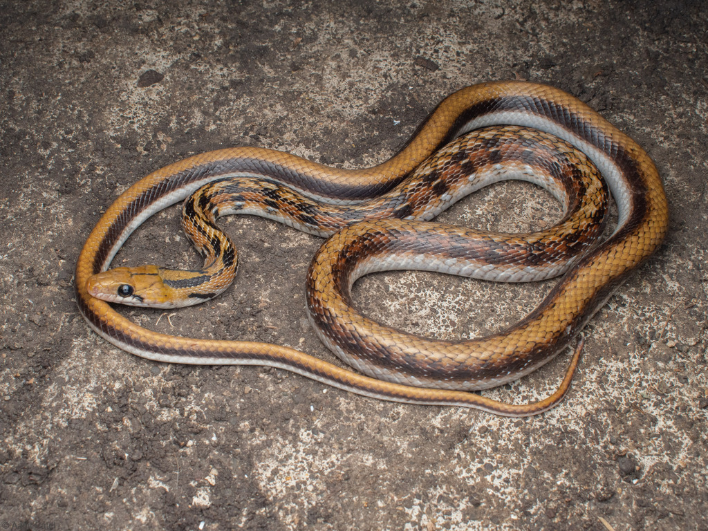 Common Indian trinket snake from Dungri, Gujarat 396375, India on ...