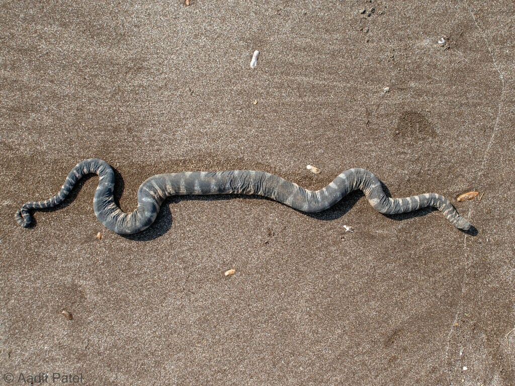 Little File Snake in January 2024 by Aadit Patel · iNaturalist