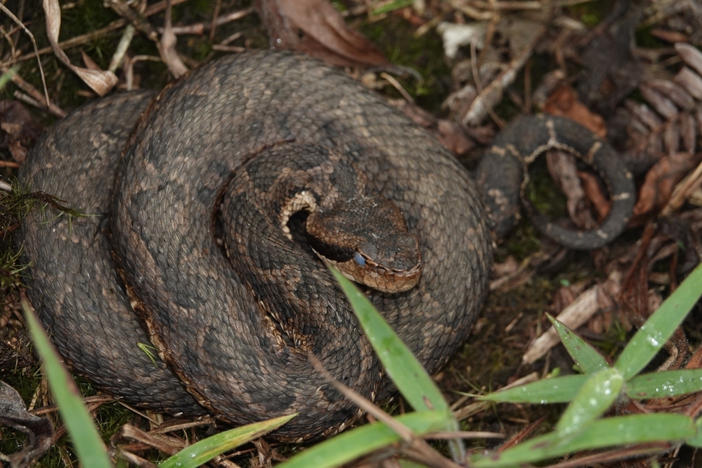 Lojan Lancehead in February 2024 by Patricio J. Mena · iNaturalist