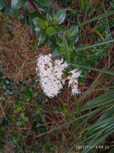 Amargoso (Plantas del sendero Guadalupe-Aguanoso, Bogota) · iNaturalist