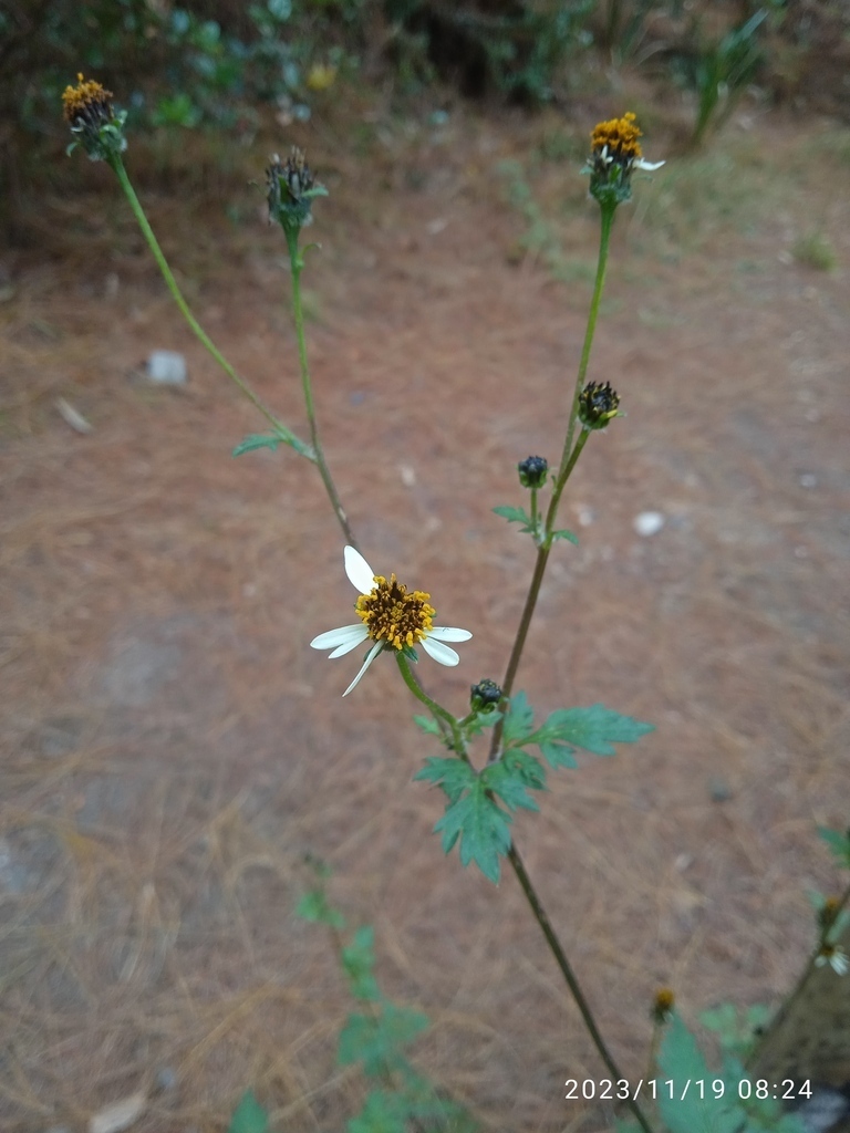 Aceitilla (Plantas del sendero Guadalupe-Aguanoso, Bogota) · iNaturalist