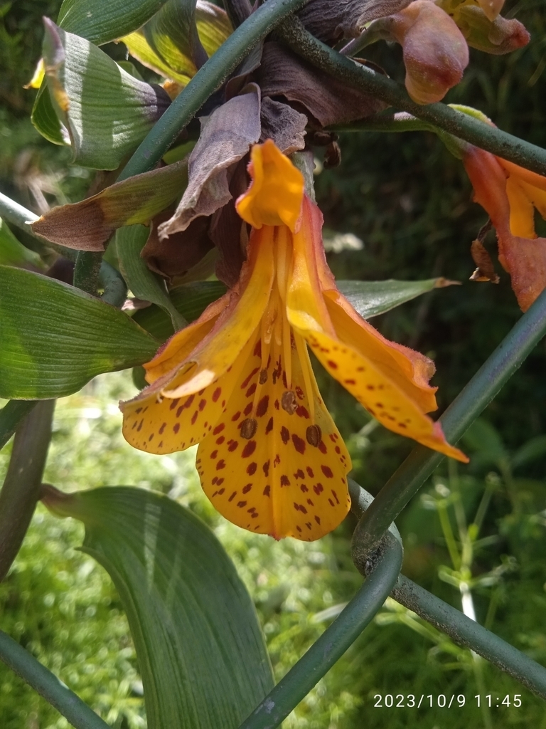 Pecosa (Plantas del sendero Guadalupe-Aguanoso, Bogota) · iNaturalist