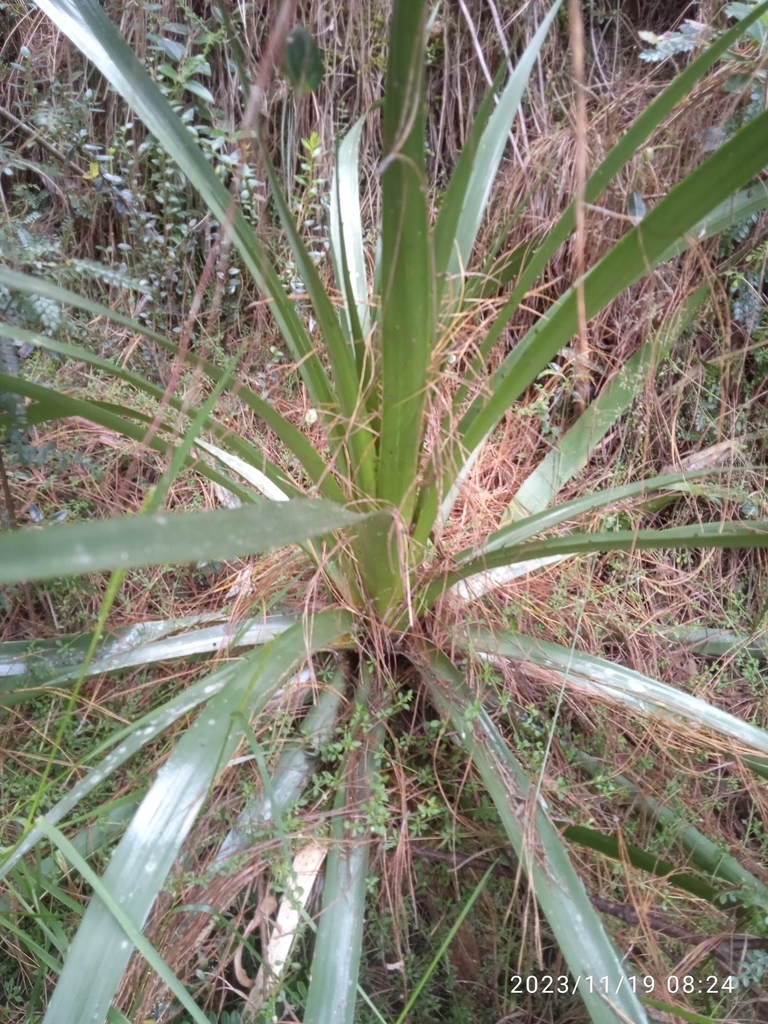 Piñuela (Plantas del sendero Guadalupe-Aguanoso, Bogota) · iNaturalist