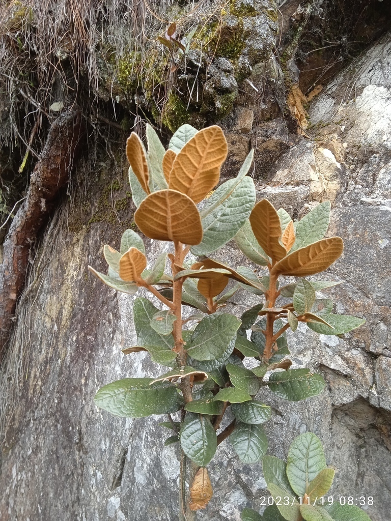 Estoraque (Plantas del sendero Guadalupe-Aguanoso, Bogota) · iNaturalist
