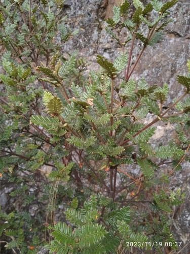 Encenillo (Plantas del sendero Guadalupe-Aguanoso, Bogota) · iNaturalist