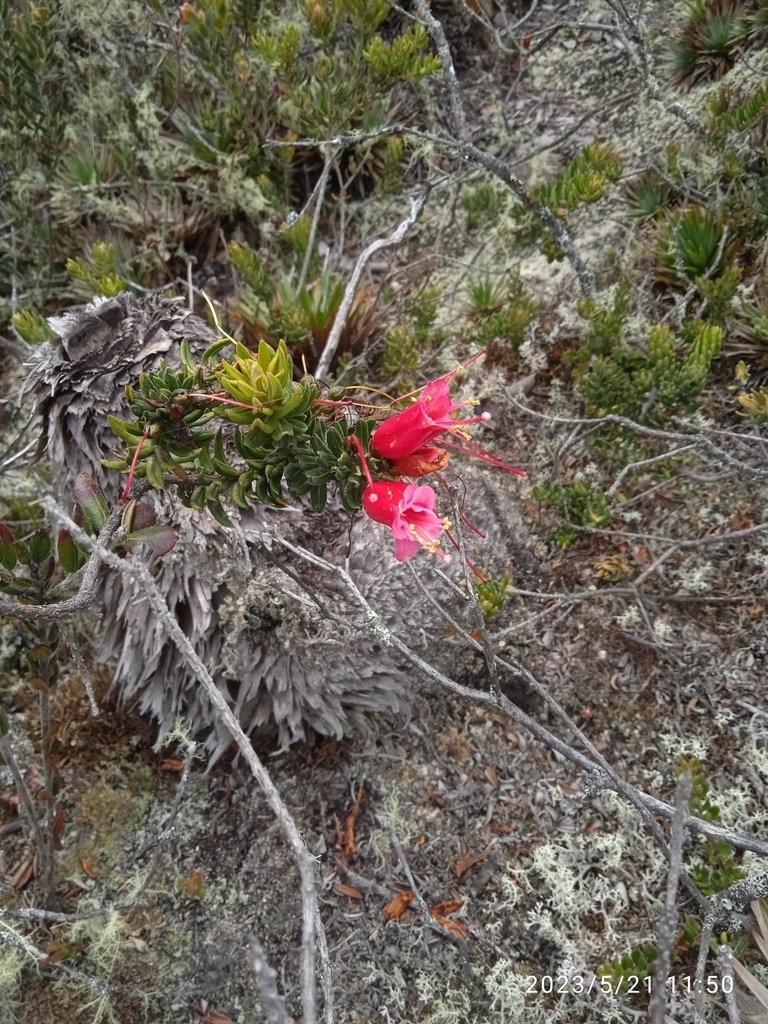 Pegamosco (Plantas del sendero Guadalupe-Aguanoso, Bogota) · iNaturalist