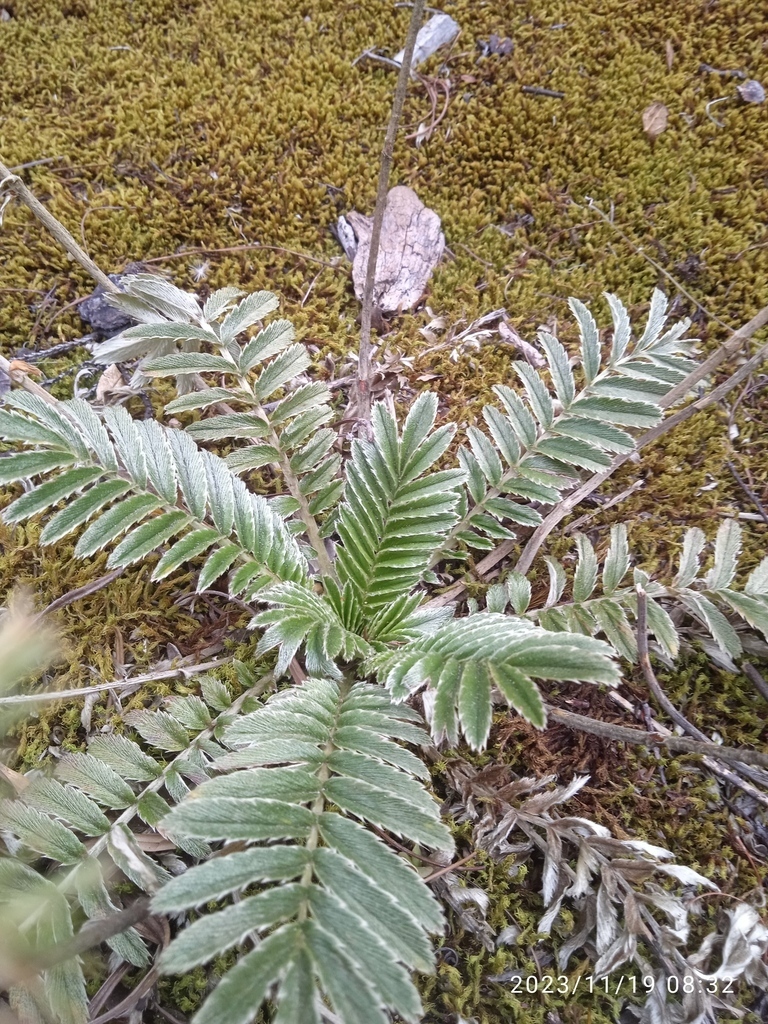Cadillo (Plantas del sendero Guadalupe-Aguanoso, Bogota) · iNaturalist