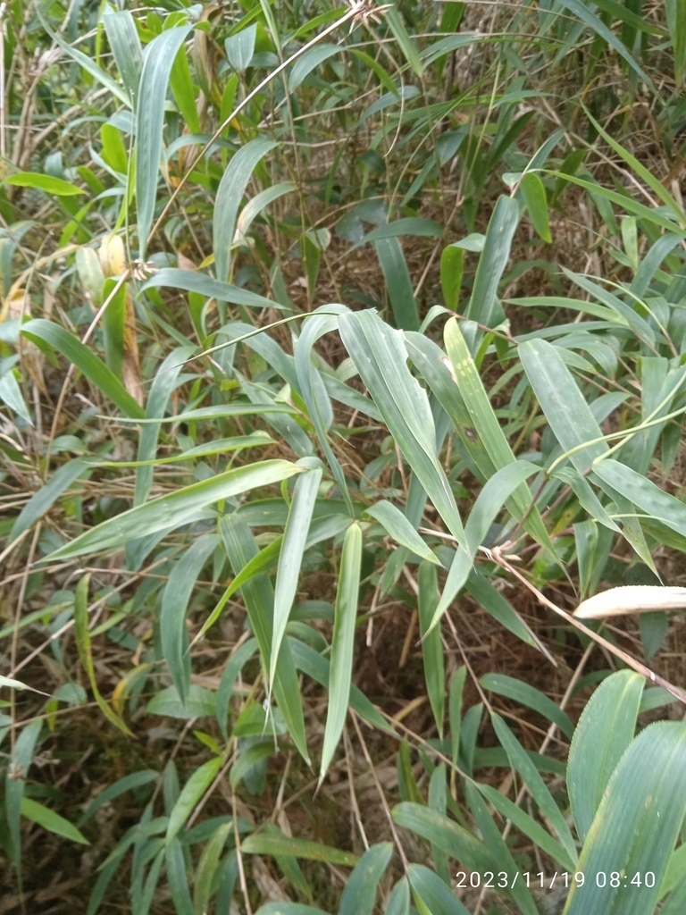 Chusque (Plantas del sendero Guadalupe-Aguanoso, Bogota) · iNaturalist
