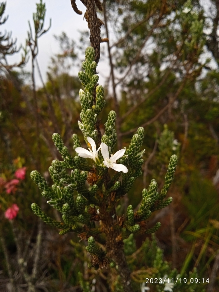 Pinito de flor (Plantas del sendero Guadalupe-Aguanoso, Bogota ...