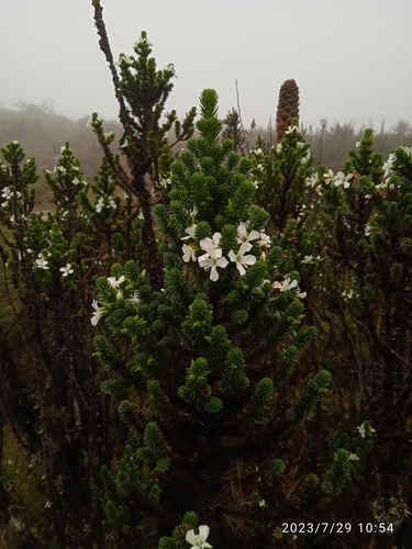 Pinito de Flor (Plantas del sendero Guadalupe-Aguanoso, Bogota ...