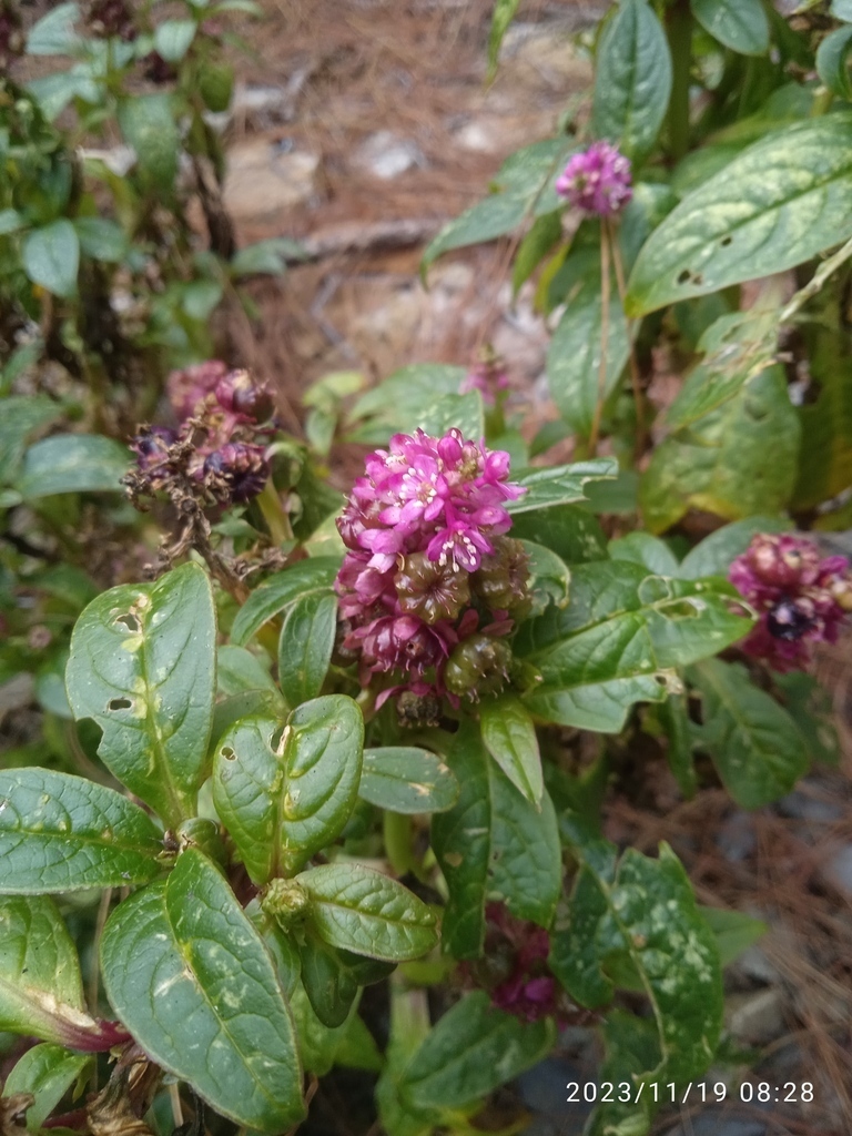 Guaba (Plantas del sendero Guadalupe-Aguanoso, Bogota) · iNaturalist